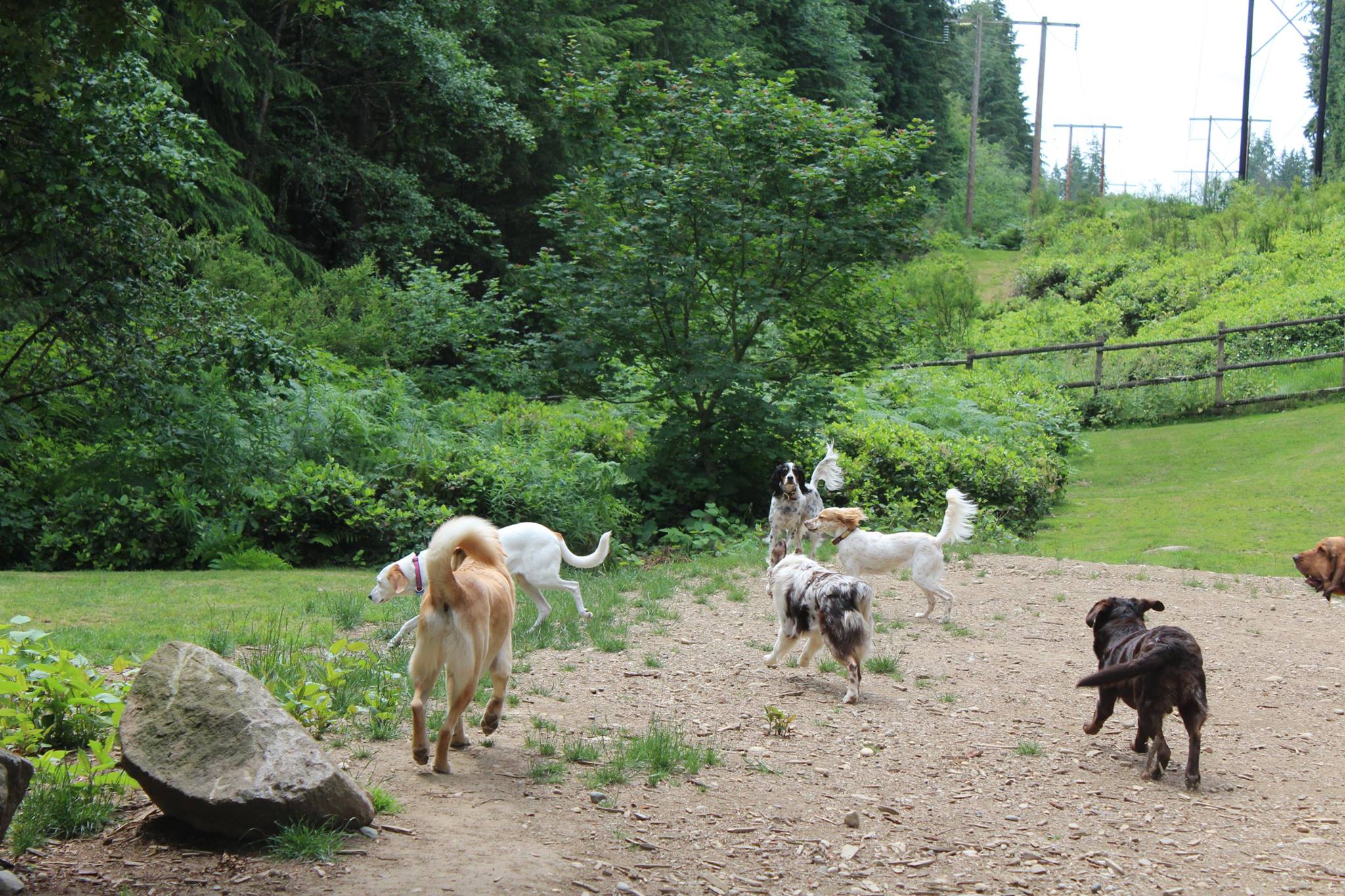 About Us | Dog Boarding & Day Care Services in Bothell, WA | Camp Happy ...
