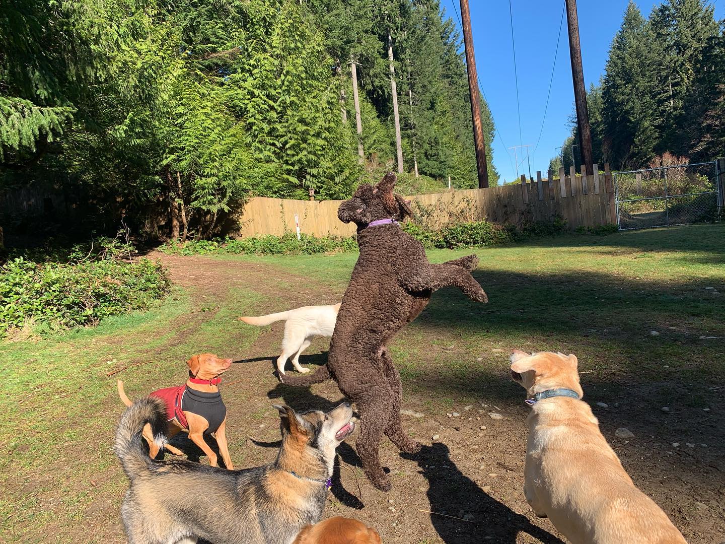 About Us | Dog Boarding & Day Care Services in Bothell, WA | Camp Happy ...