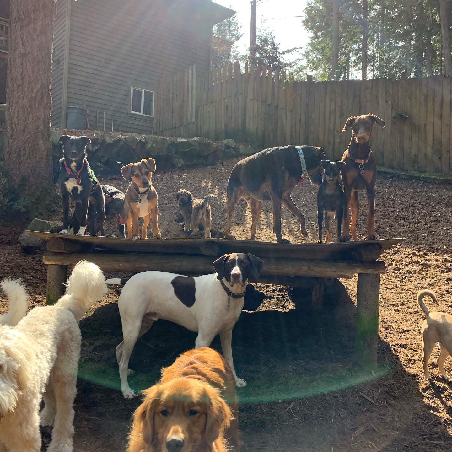 About Us | Dog Boarding & Day Care Services in Bothell, WA | Camp Happy ...