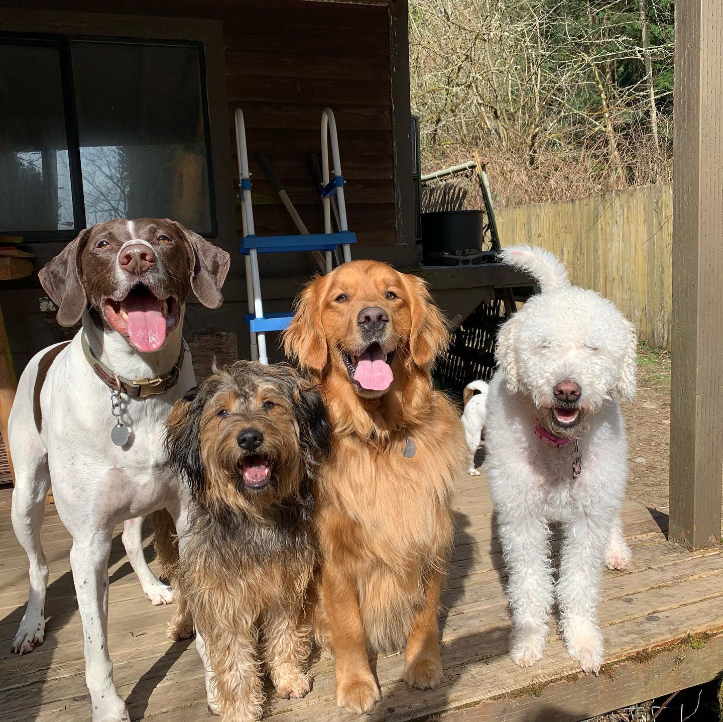 About Us | Dog Boarding & Day Care Services in Bothell, WA | Camp Happy Paws