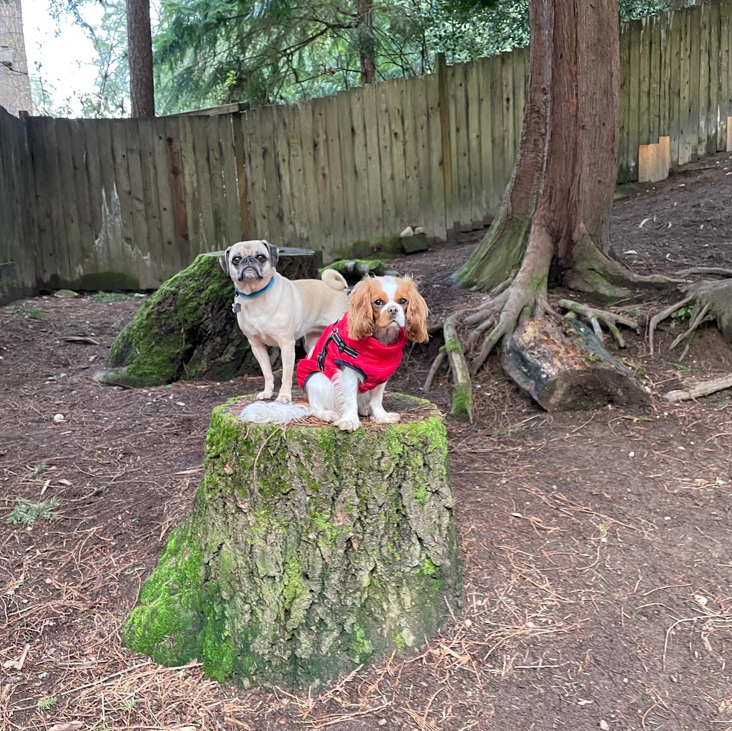 About Us | Dog Boarding & Day Care Services in Bothell, WA | Camp Happy ...