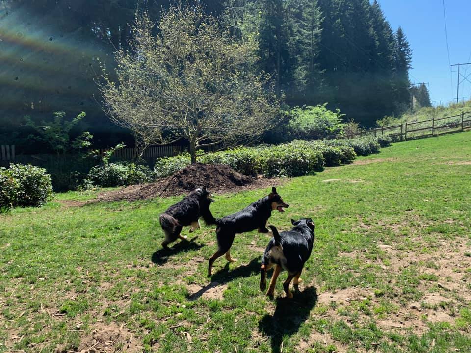 About Us | Dog Boarding & Day Care Services in Bothell, WA | Camp Happy Paws