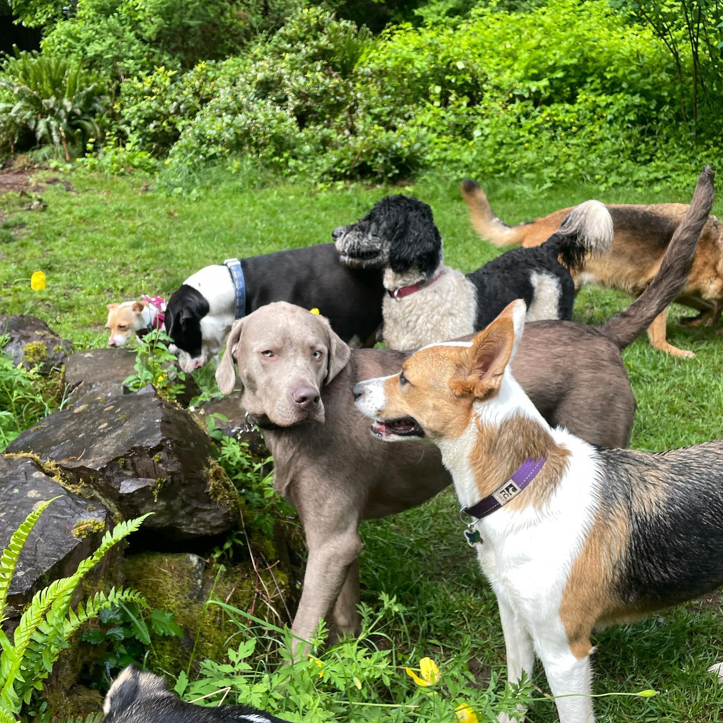 About Us | Dog Boarding & Day Care Services in Bothell, WA | Camp Happy ...