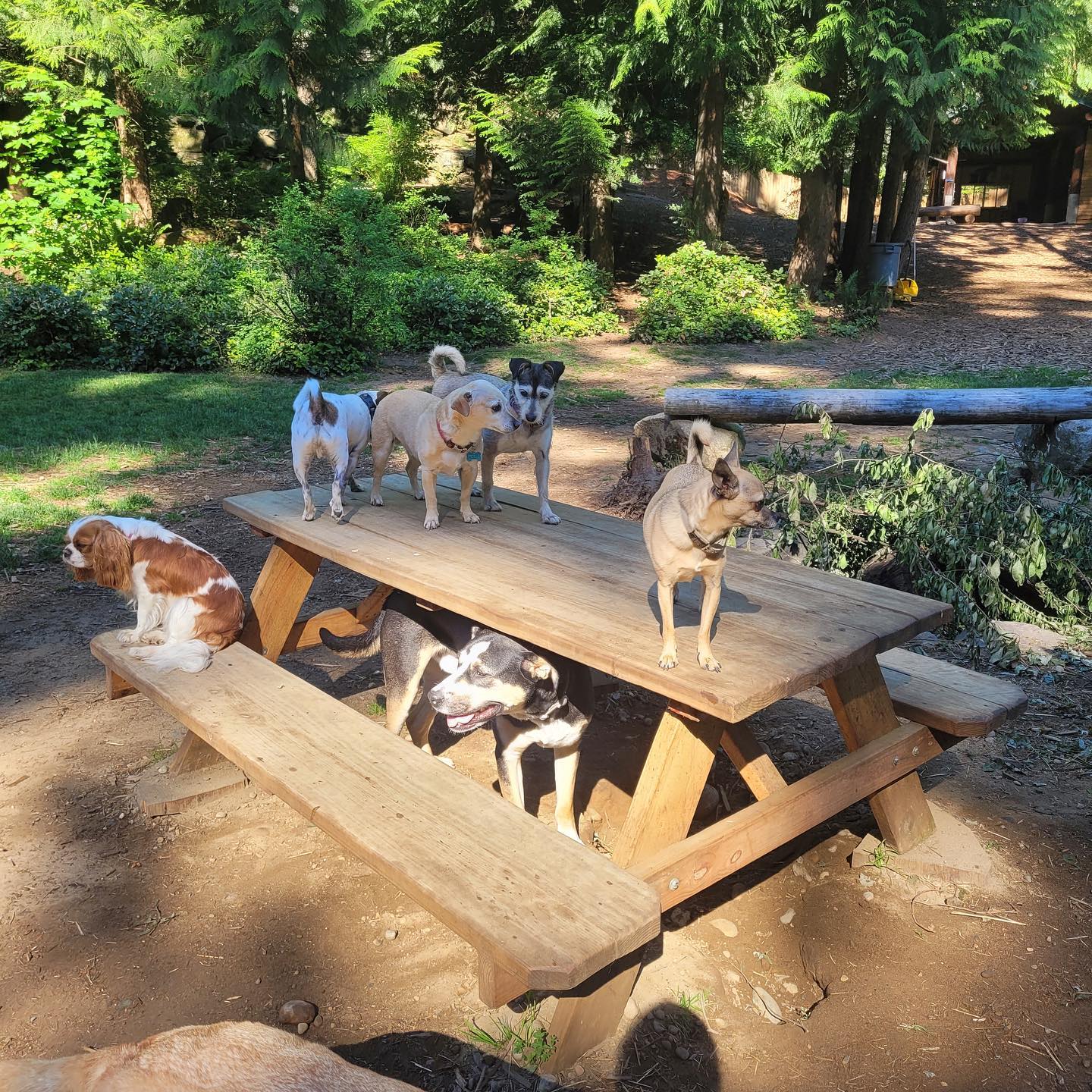 About Us | Dog Boarding & Day Care Services in Bothell, WA | Camp Happy ...