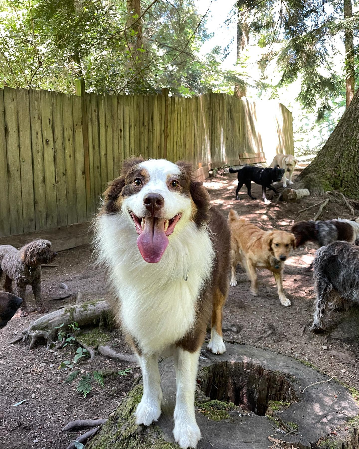 About Us | Dog Boarding & Day Care Services in Bothell, WA | Camp Happy ...