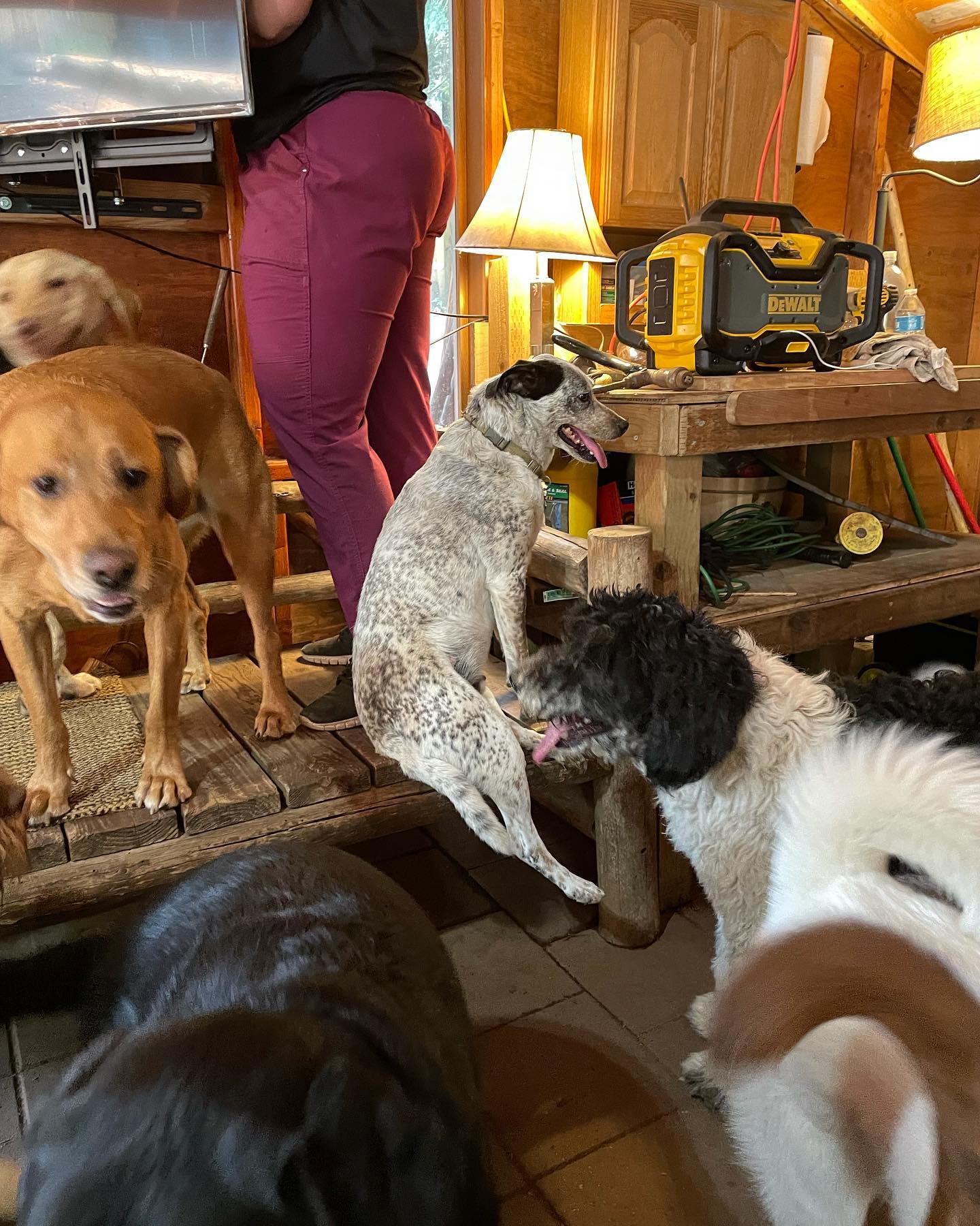 About Us | Dog Boarding & Day Care Services in Bothell, WA | Camp Happy Paws