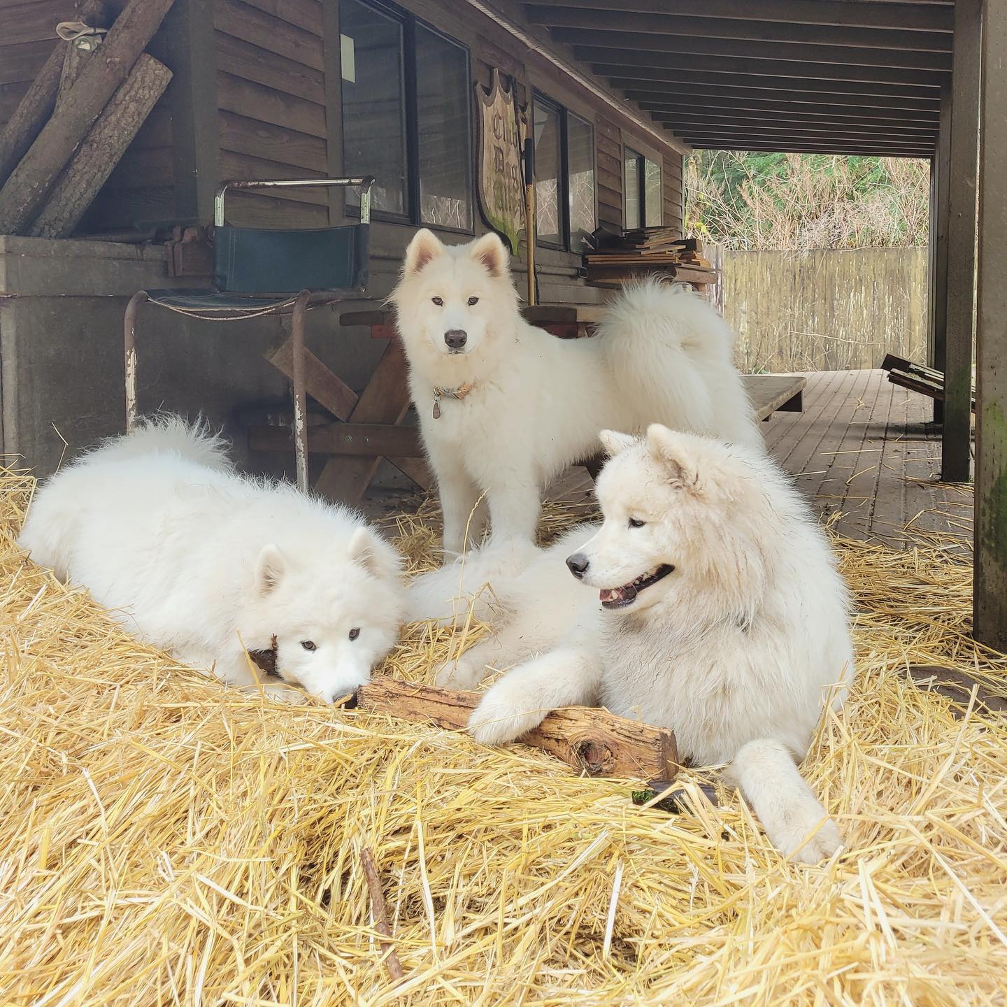 About Us | Dog Boarding & Day Care Services in Bothell, WA | Camp Happy Paws