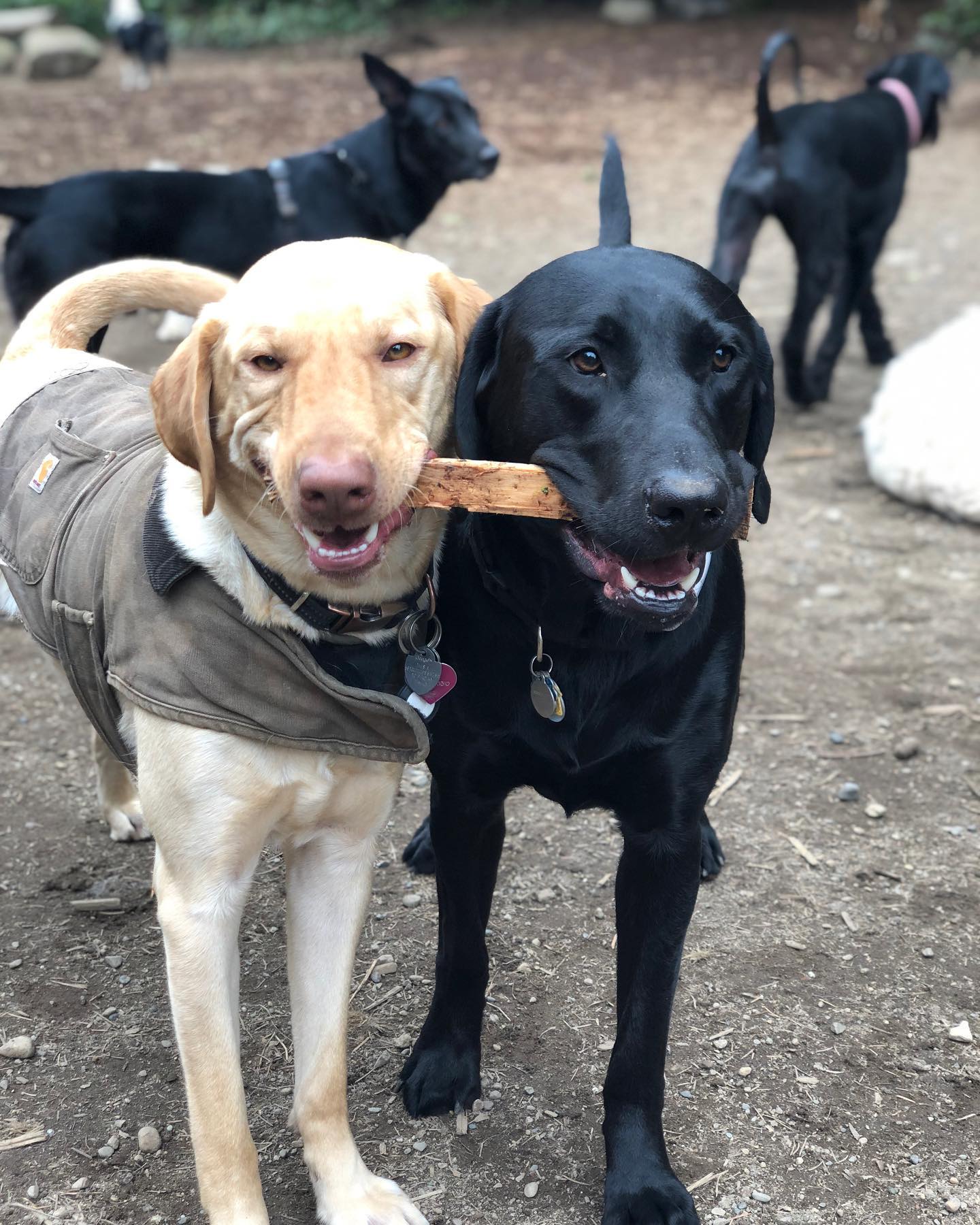 About Us | Dog Boarding & Day Care Services in Bothell, WA | Camp Happy Paws