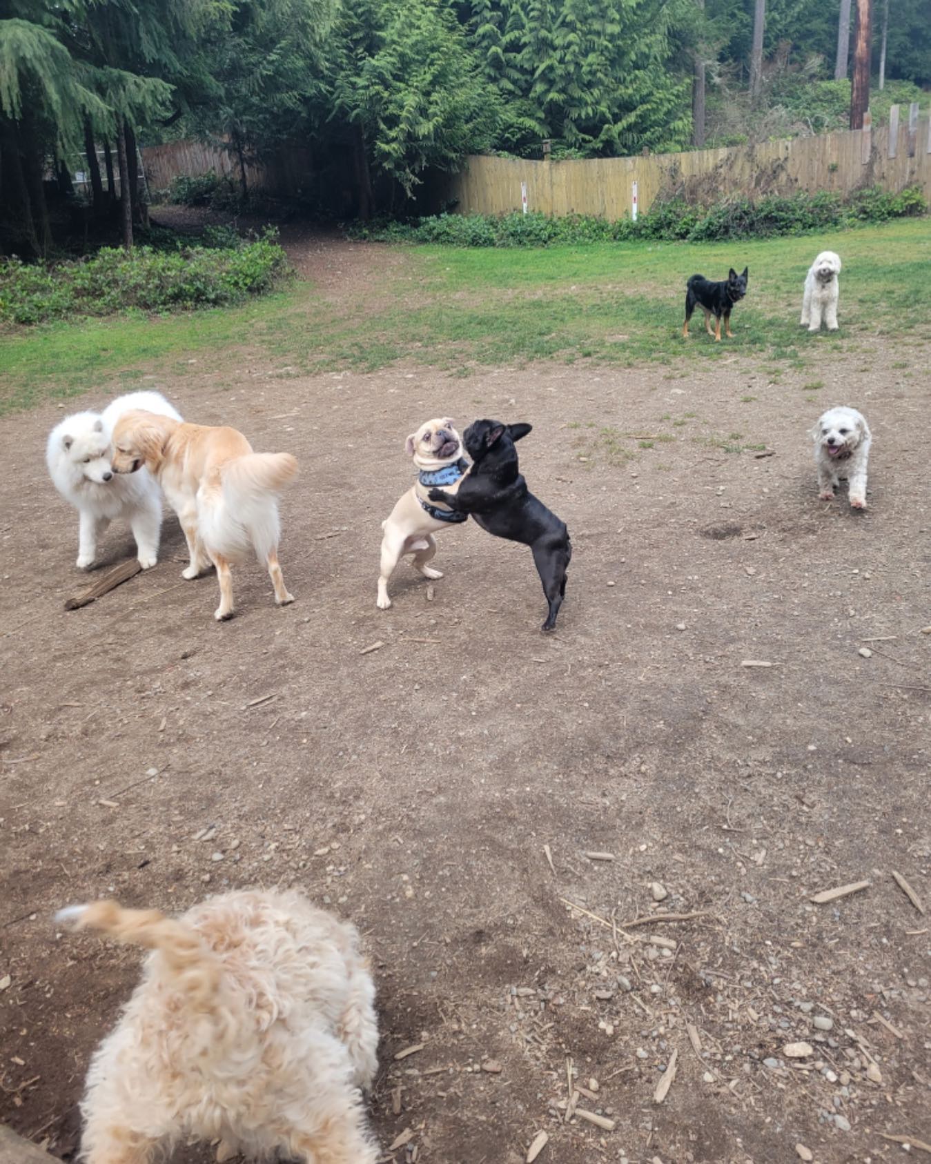 About Us | Dog Boarding & Day Care Services in Bothell, WA | Camp Happy ...