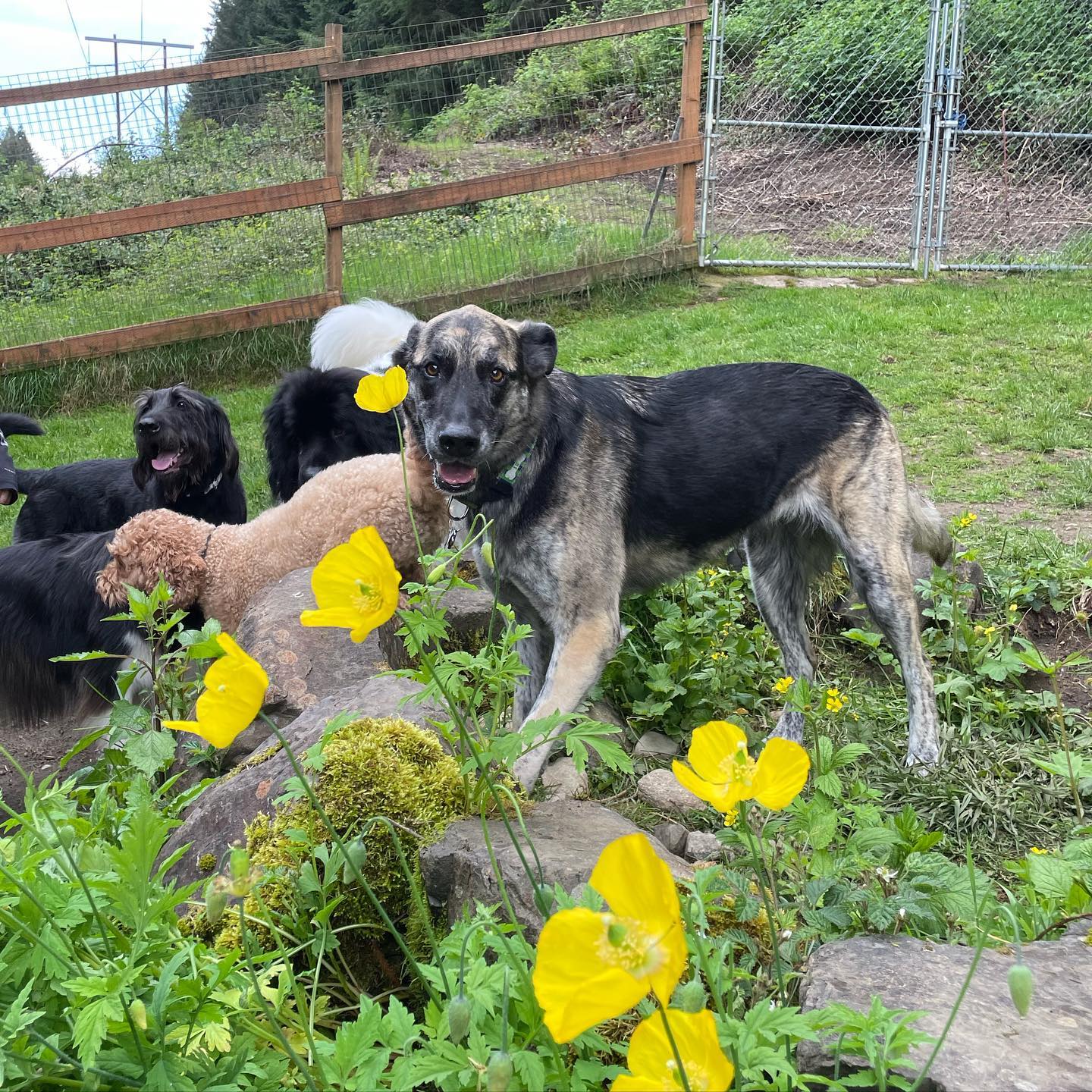 About Us | Dog Boarding & Day Care Services in Bothell, WA | Camp Happy ...