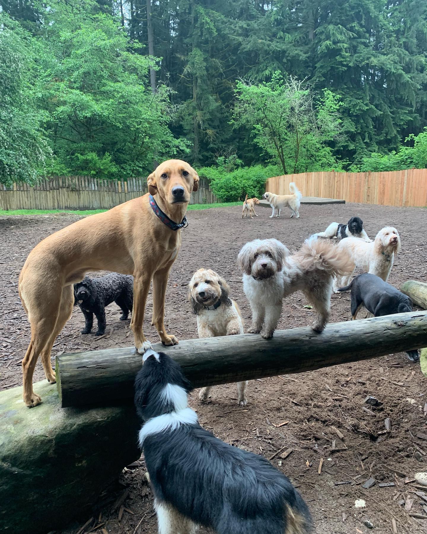 About Us | Dog Boarding & Day Care Services in Bothell, WA | Camp Happy Paws