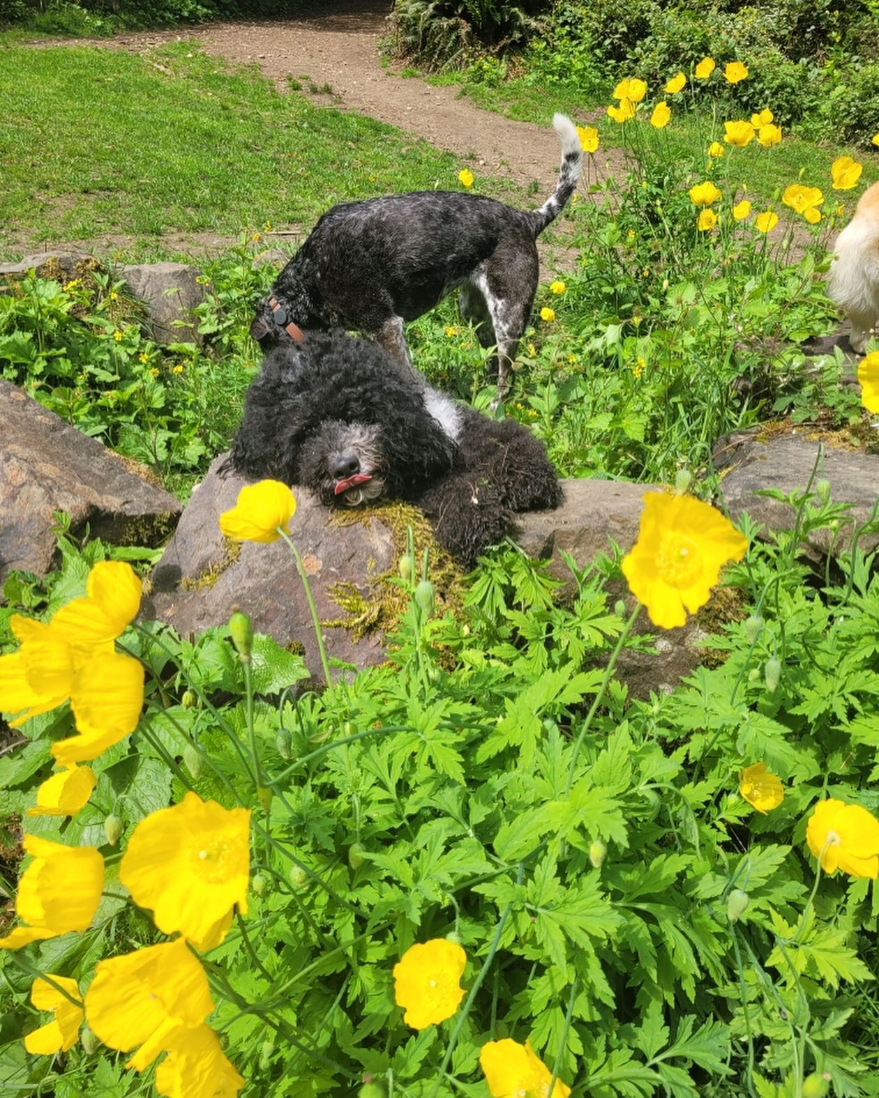 About Us | Dog Boarding & Day Care Services in Bothell, WA | Camp Happy ...