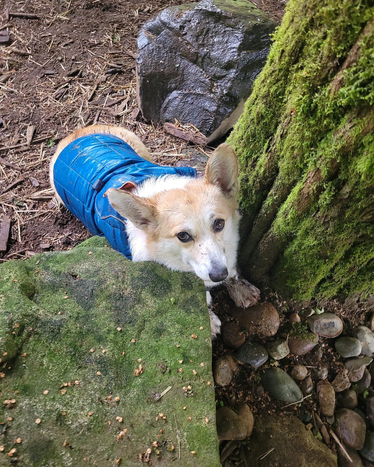 About Us | Dog Boarding & Day Care Services in Bothell, WA | Camp Happy ...