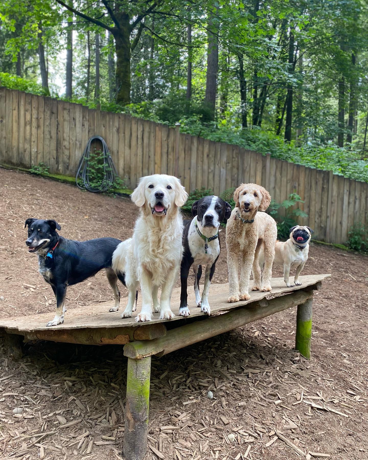 About Us | Dog Boarding & Day Care Services in Bothell, WA | Camp Happy Paws