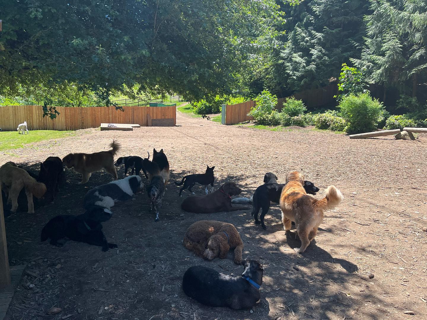 About Us | Dog Boarding & Day Care Services in Bothell, WA | Camp Happy Paws