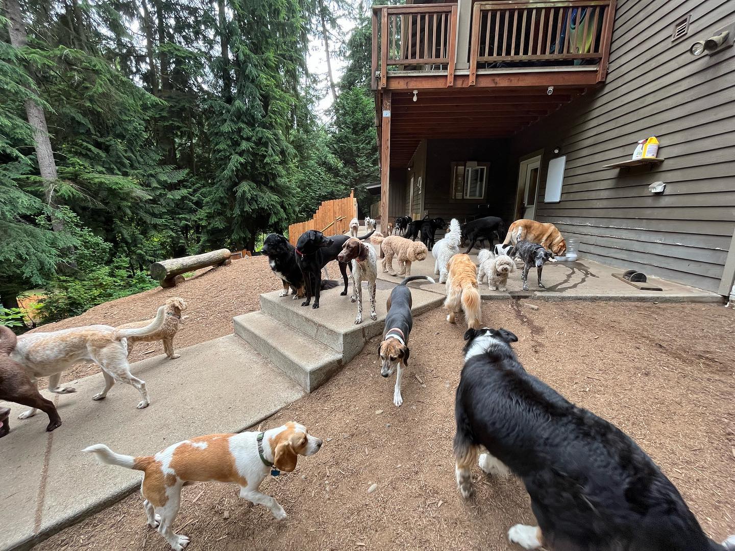 About Us | Dog Boarding & Day Care Services in Bothell, WA | Camp Happy ...