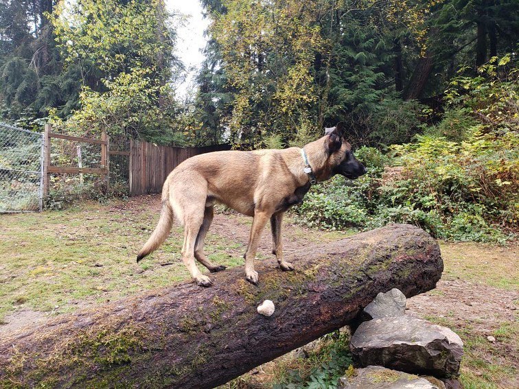 About Us | Dog Boarding & Day Care Services in Bothell, WA | Camp Happy Paws