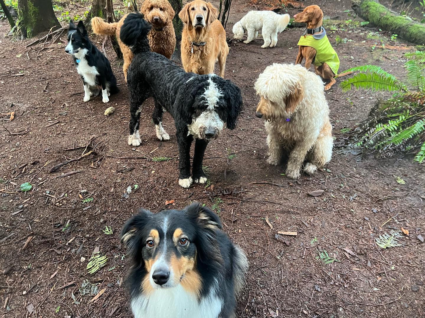 About Us | Dog Boarding & Day Care Services in Bothell, WA | Camp Happy ...