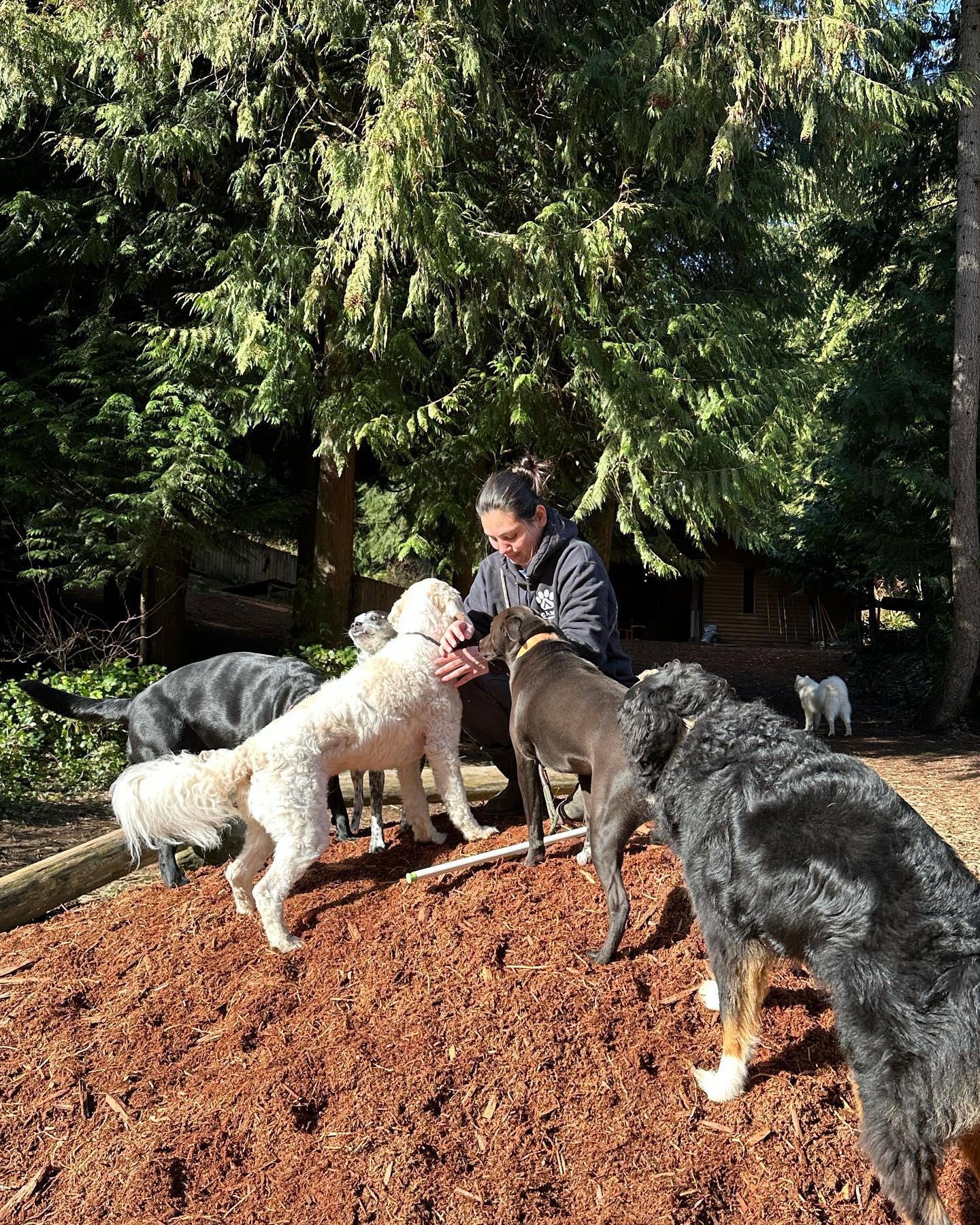 About Us | Dog Boarding & Day Care Services in Bothell, WA | Camp Happy Paws