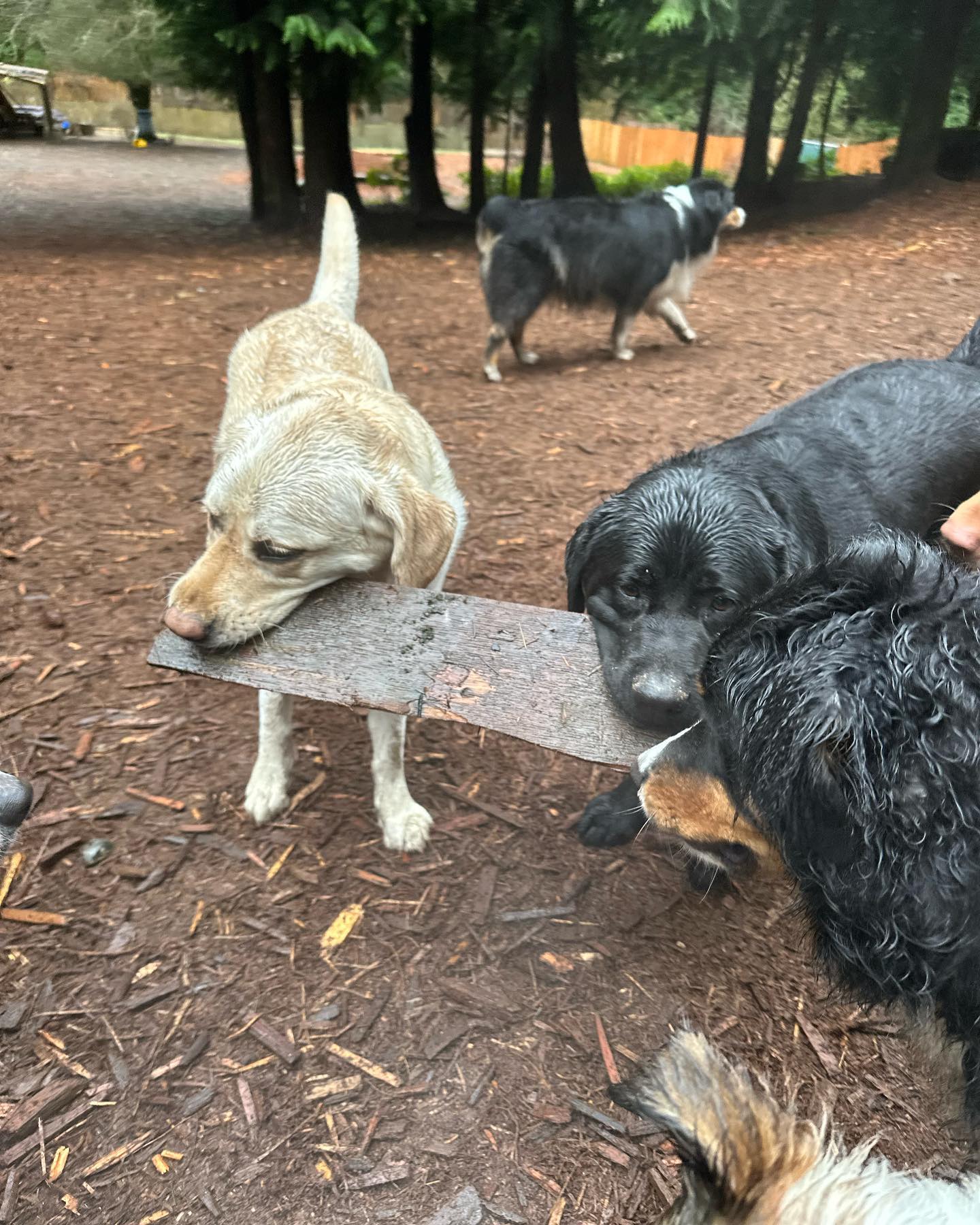 About Us | Dog Boarding & Day Care Services in Bothell, WA | Camp Happy Paws