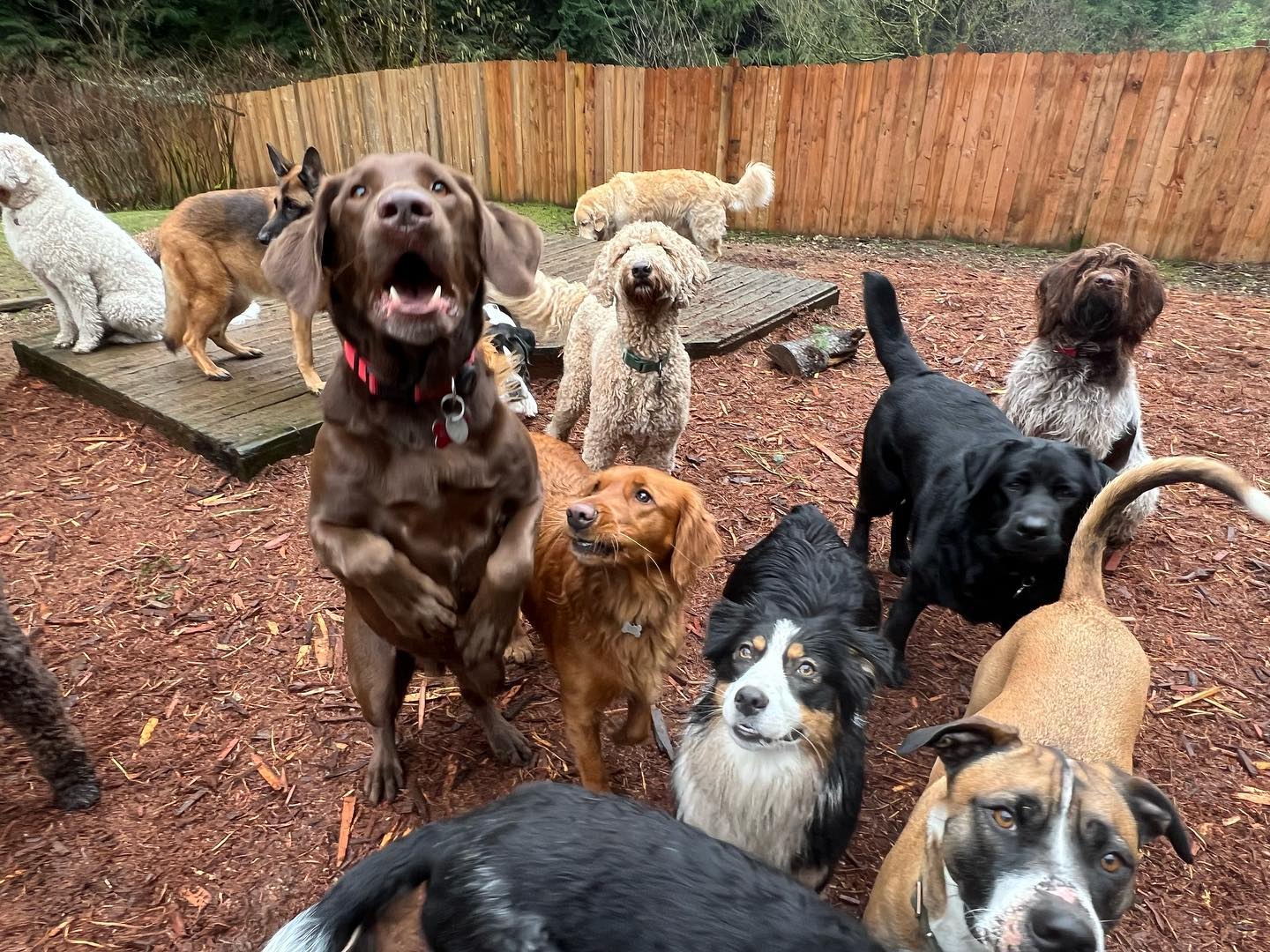 About Us | Dog Boarding & Day Care Services in Bothell, WA | Camp Happy ...