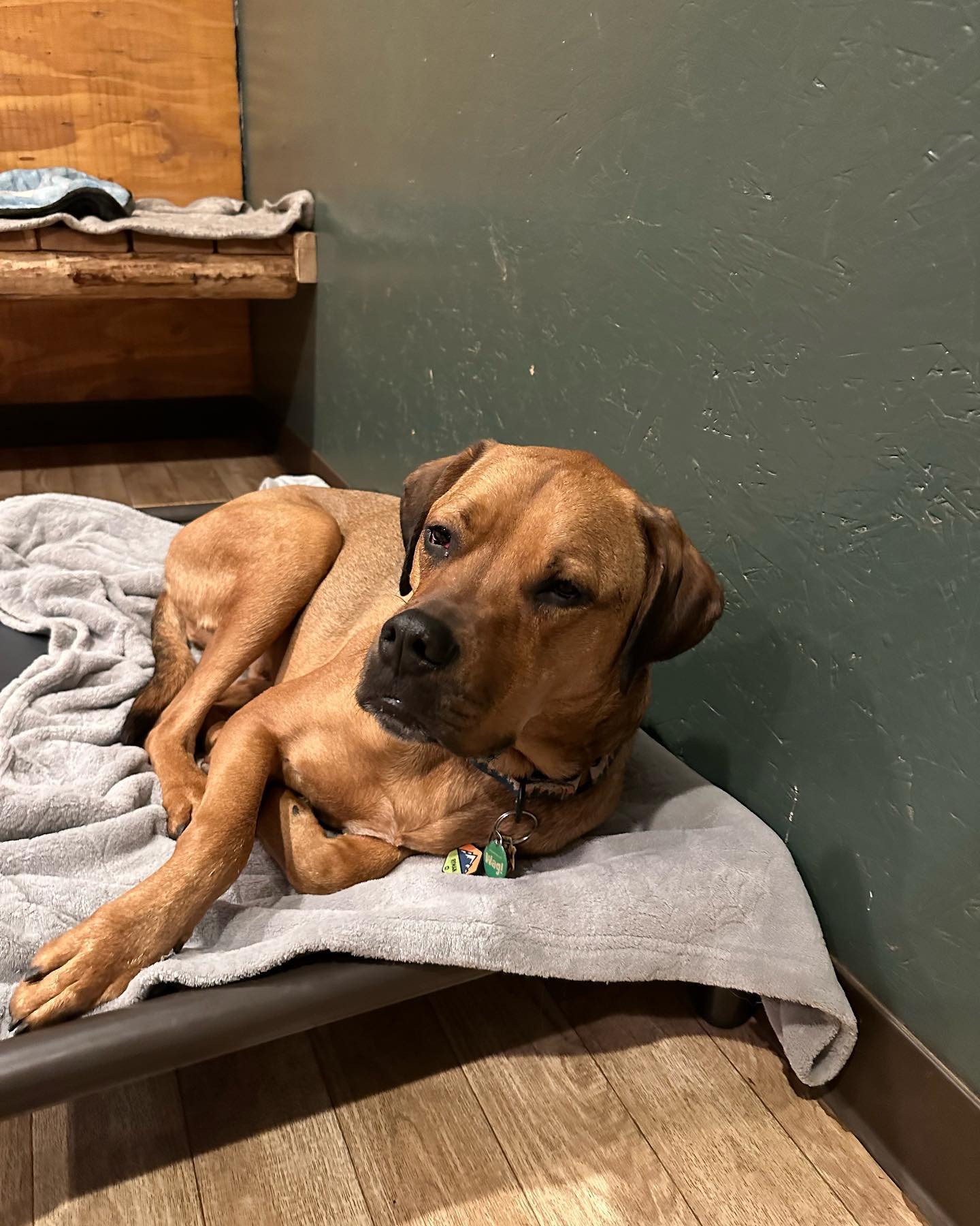 About Us | Dog Boarding & Day Care Services in Bothell, WA | Camp Happy Paws